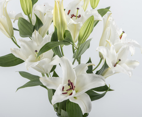 Florisol | Premium Blond