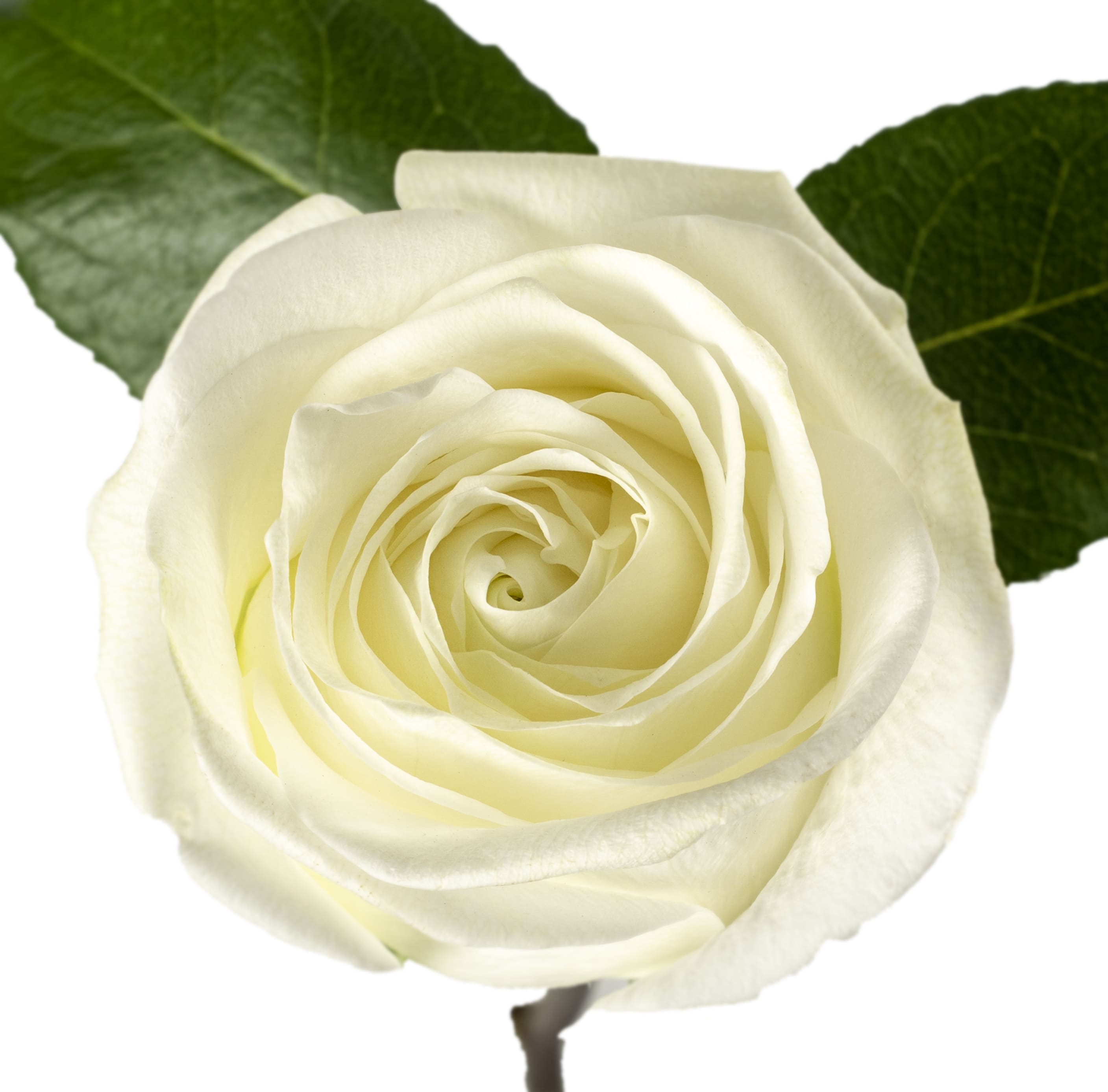 Florisol | Matchpoint